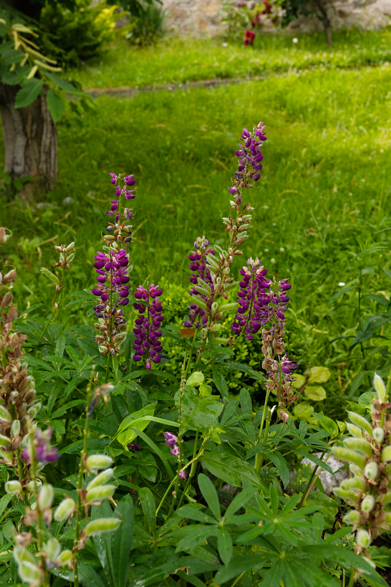 Църквата „Св. св. Теодор Тирон и Теодор Стратилат” в село Добърско ...