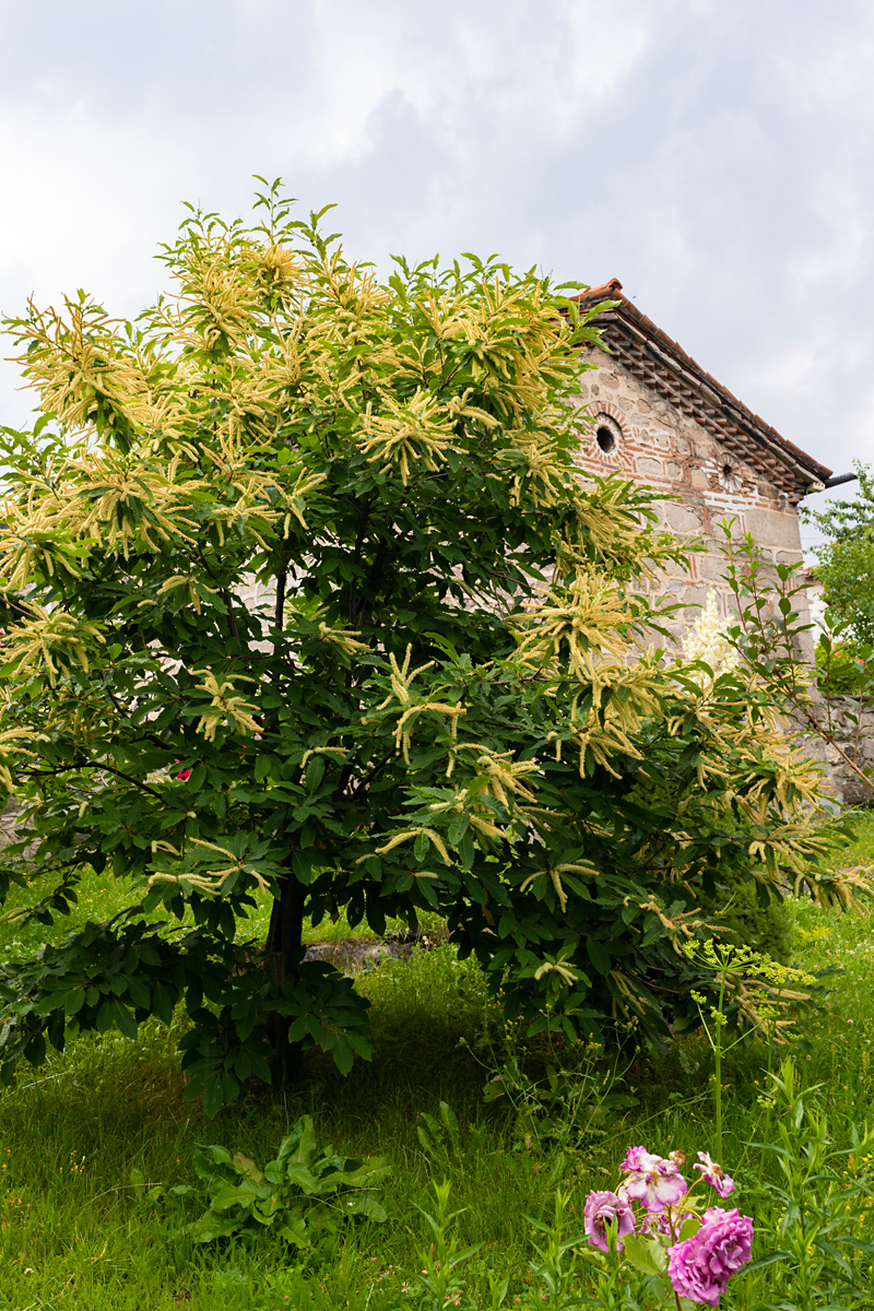Църквата „Св. св. Теодор Тирон и Теодор Стратилат” в село Добърско ...